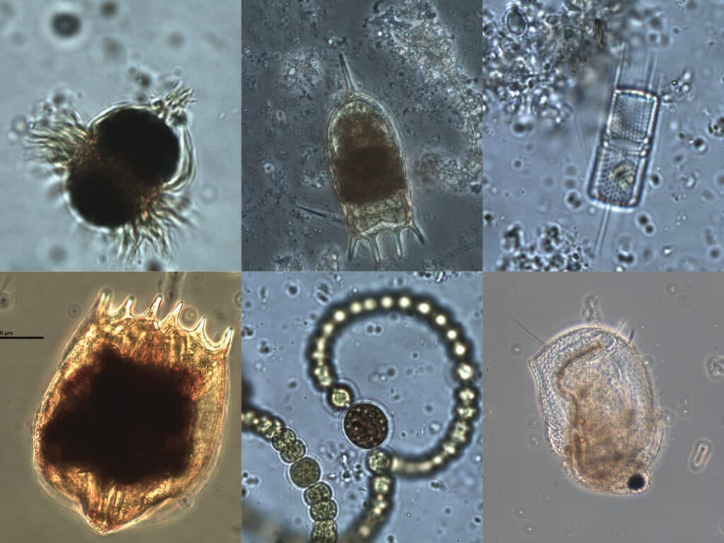 Our Scientists Can Help Identify Problem Microbes in Your Water