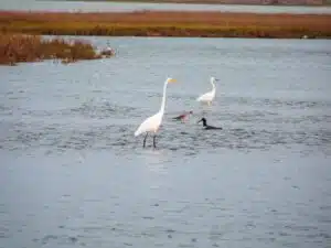 Creating Resilient Habitats for Colonial Waterbirds